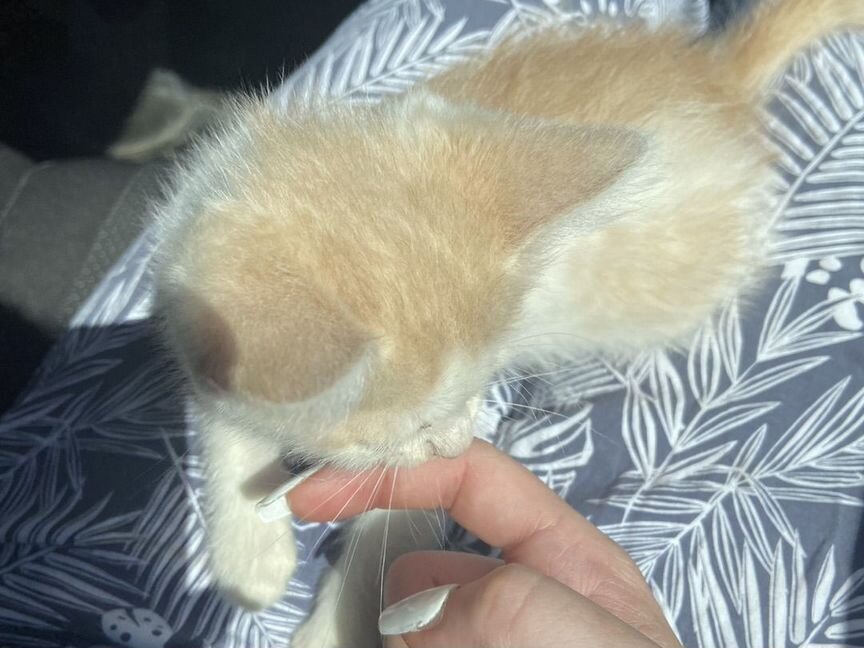 Отдаю даром котят.мама мышеловка,обе девочки