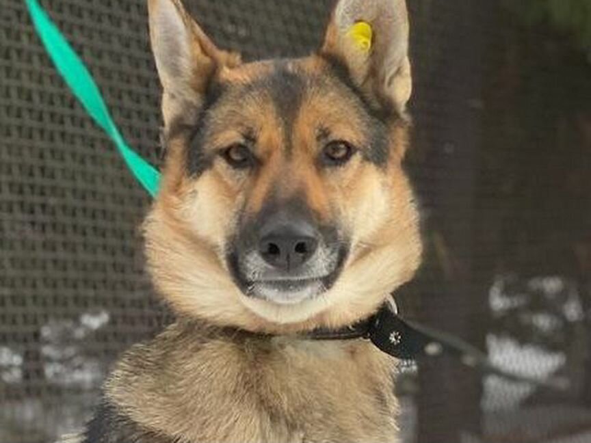 Терри в добрые руки