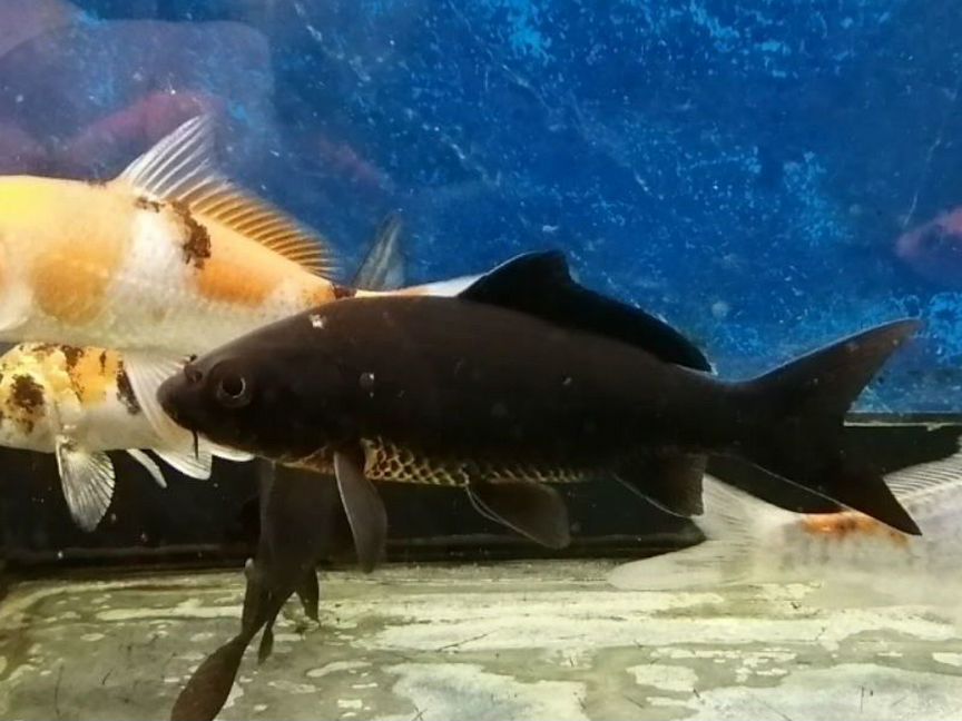 Карпы Чёрные Кои