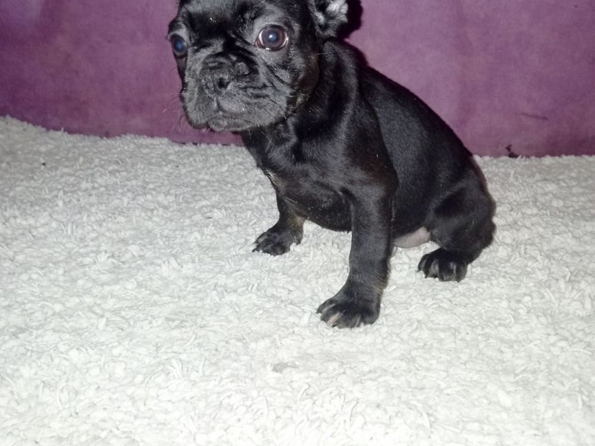 Чёрная буляшка