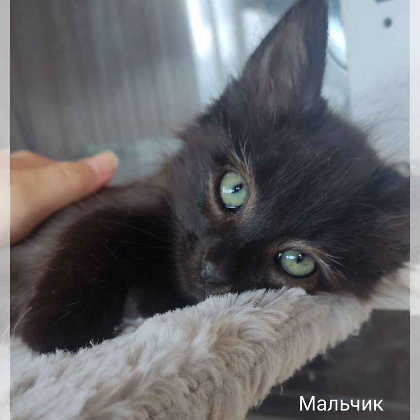 Чёрный котёнок в добрые руки