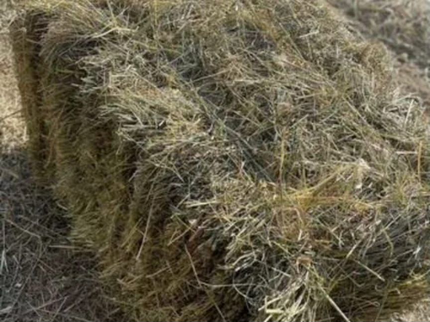 Сено в тюках