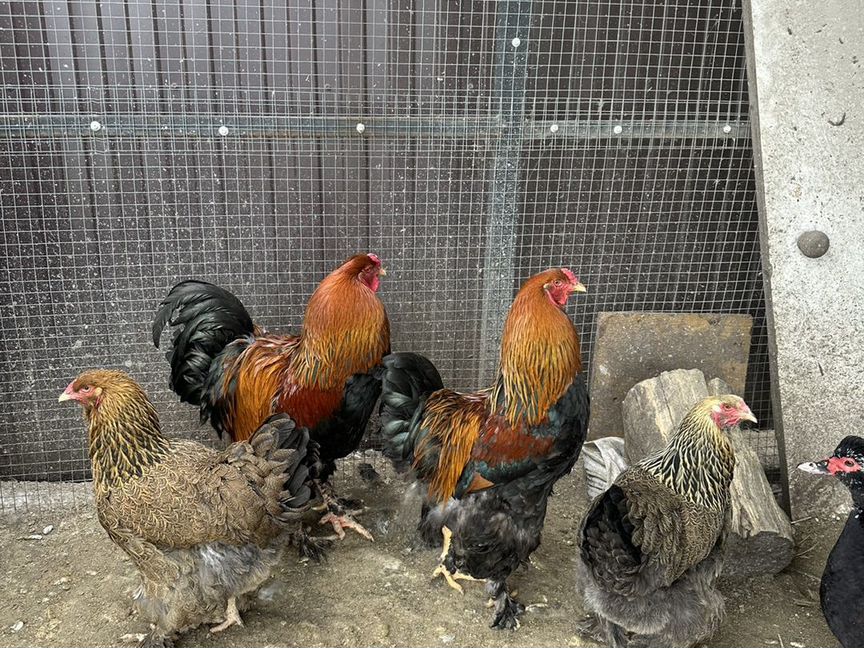 Петух брама