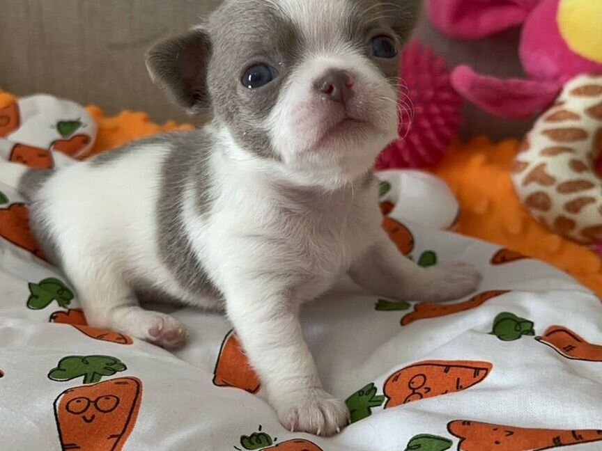 Очаровательный Мини мальчик