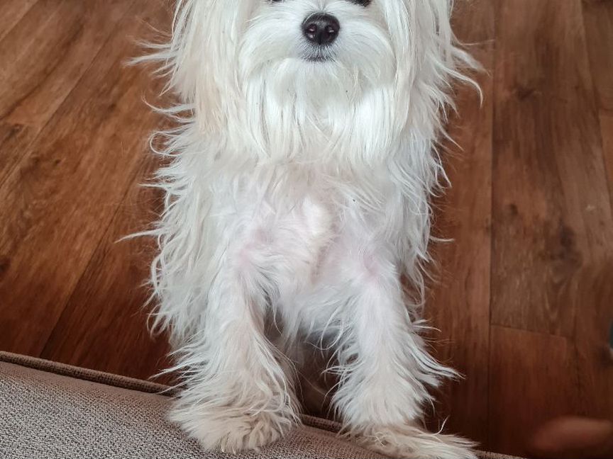 Мальтийская болонка девочка