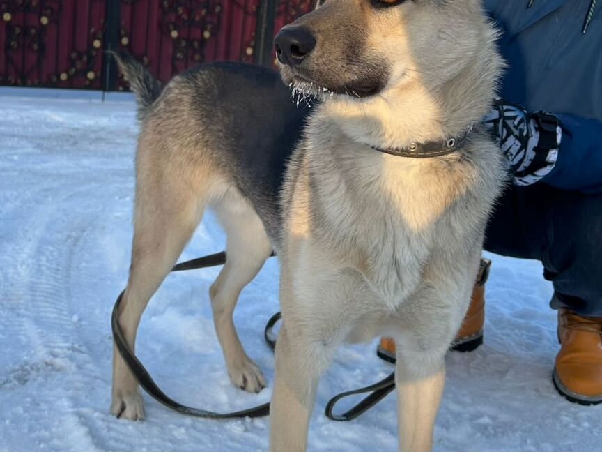 Собака в добрые руки