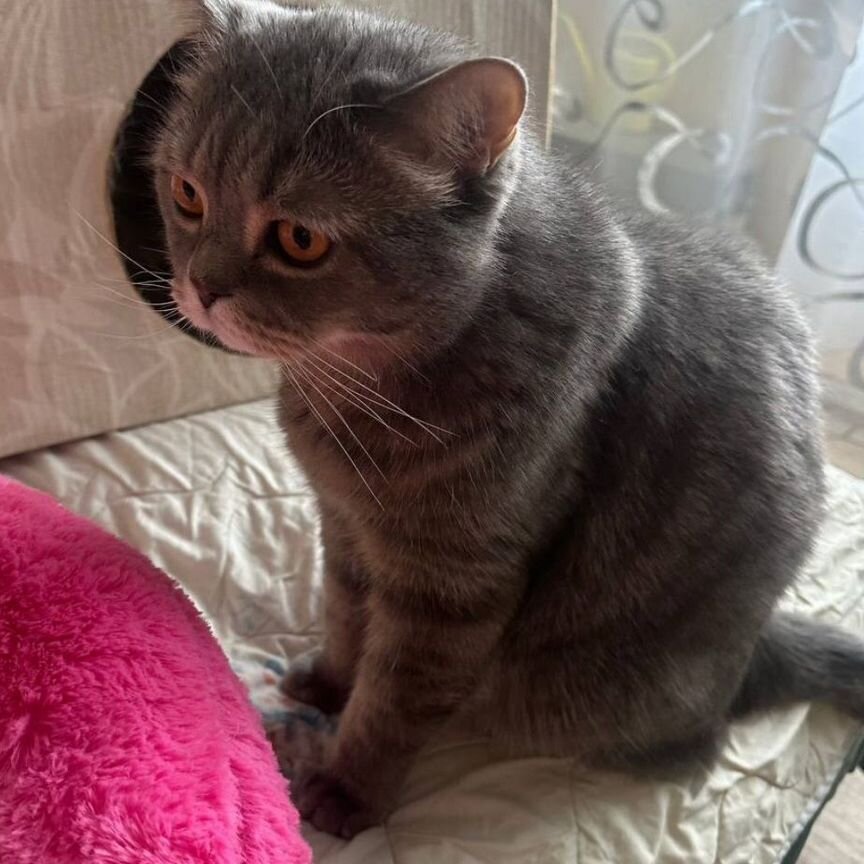 Британский короткошёрстный, взрослый кот