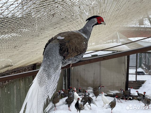 Фазан серебряный