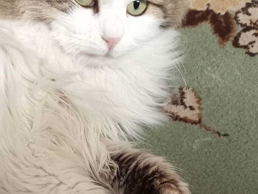 Кот сибирский Мартин 1год кастрирован домашний