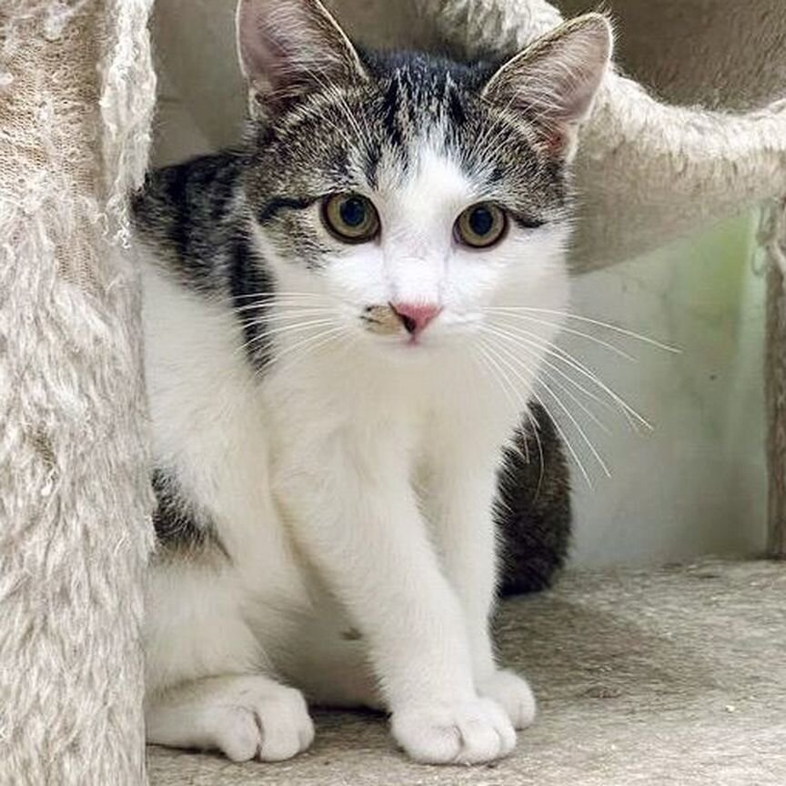 Винтик в добрые руки