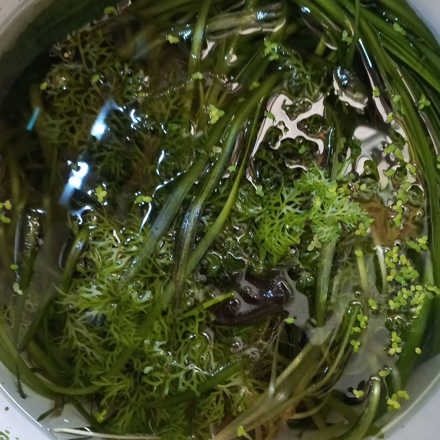 Аквариумное растение