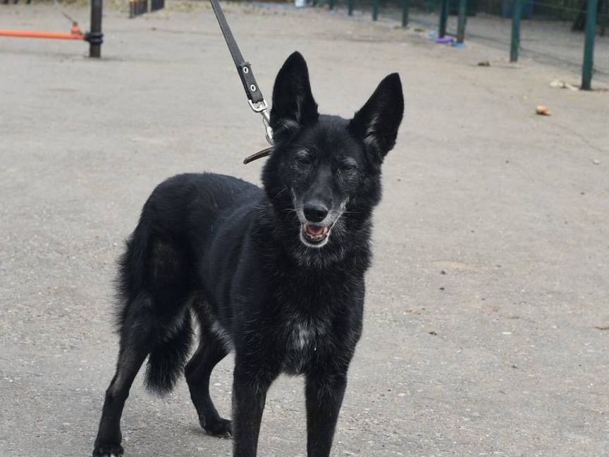 Собака с приюта ищет дом