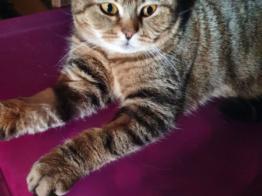 Кошка Мурка