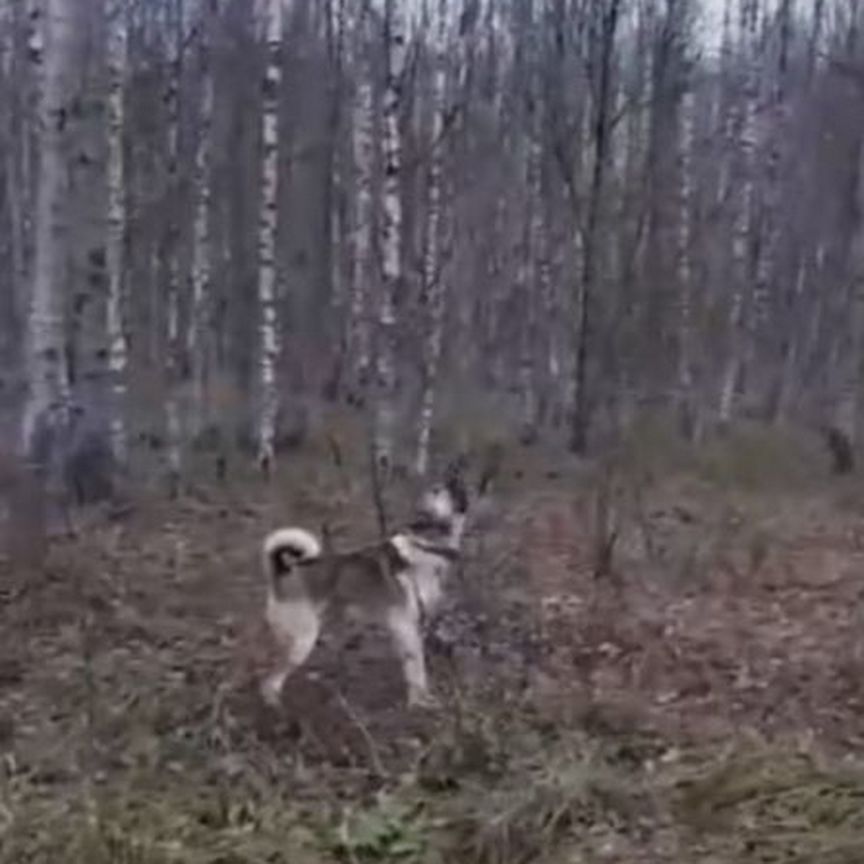 Западно сибирская лайка
