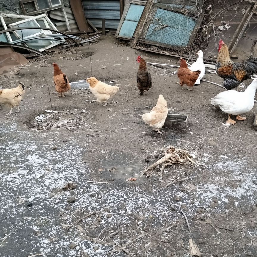 Курицы несушки домашние, петух