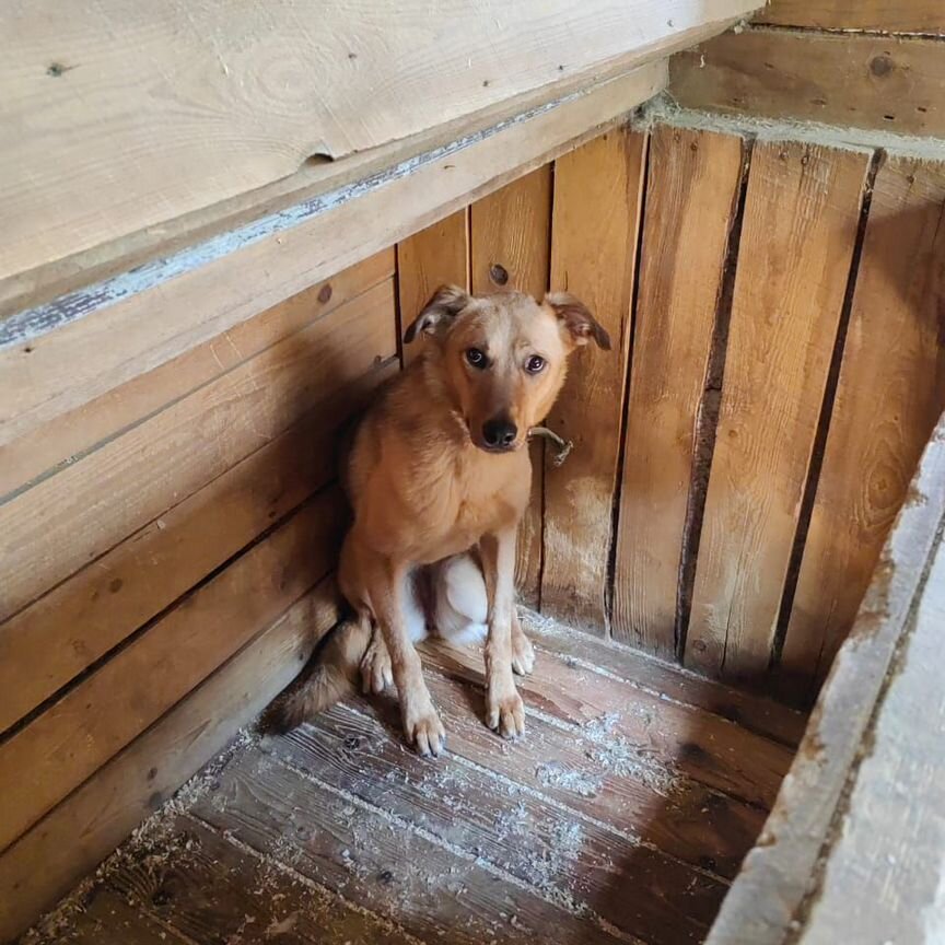 Синди в добрые руки