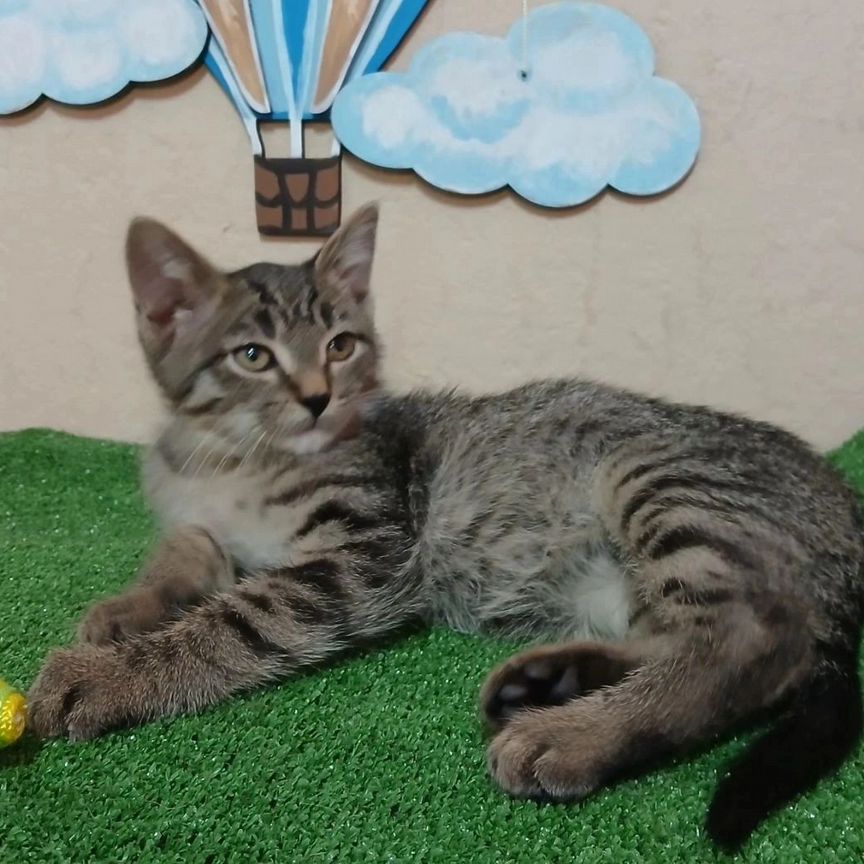 Жорик в добрые руки