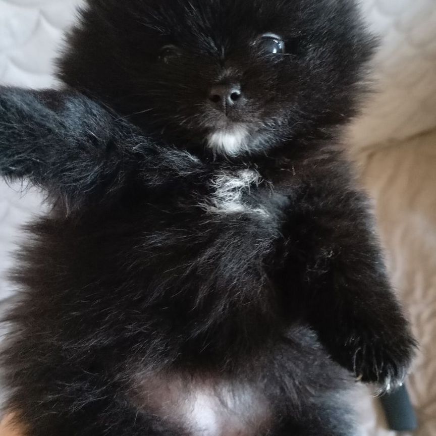 Померанский шпиц мини девочка