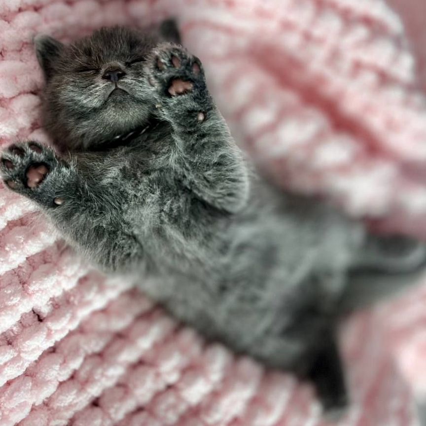 Шатланские котята