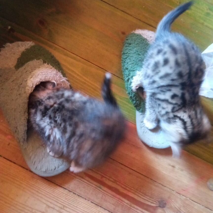 Котёнок 1 месяц