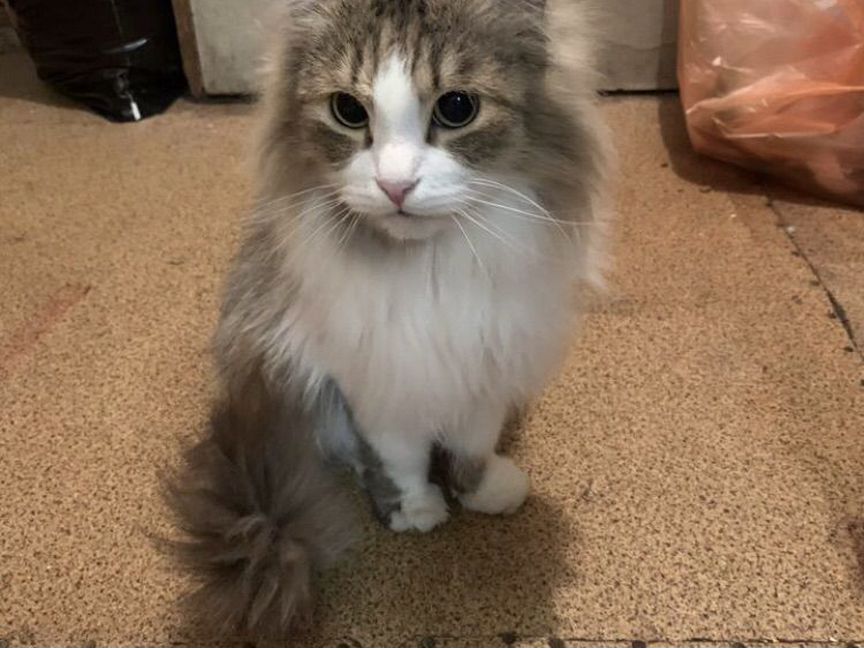 Котам и кошкам нужны хозяева