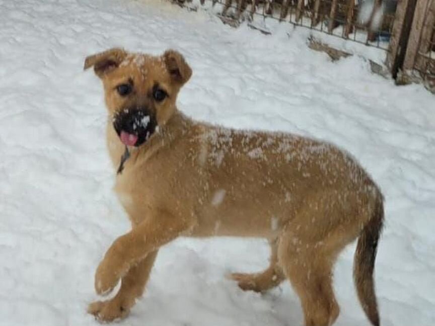 Щенок Самсон в добрые руки