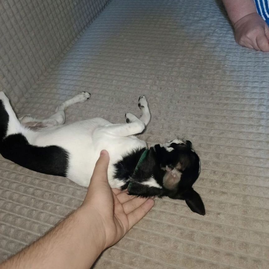 Мини чихуа для вязки (возраст: 1,1)