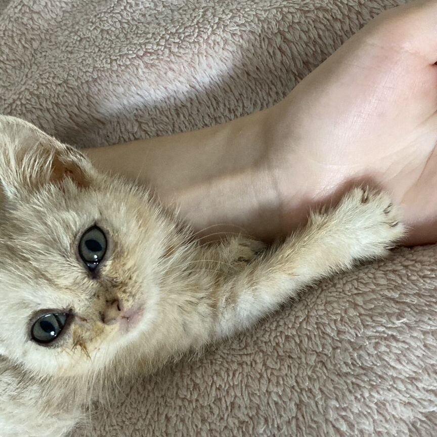 Котенок, девочка