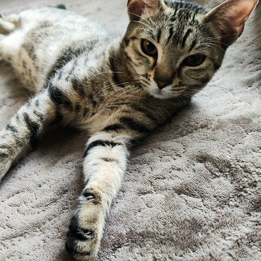 Кошечка Сфинкс браш