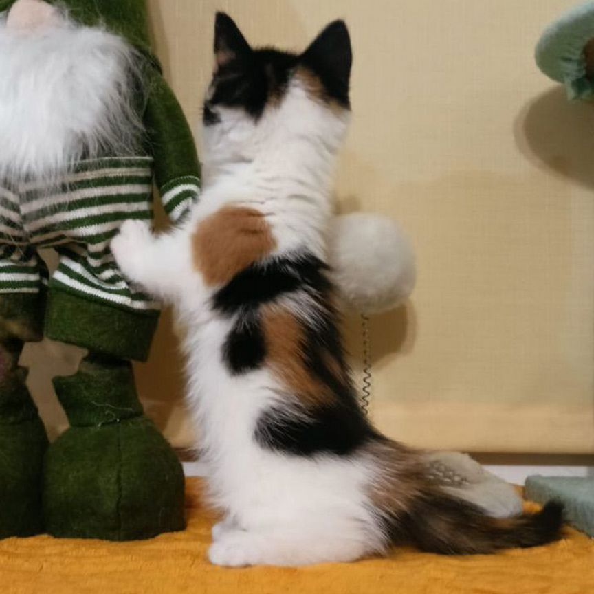Котята манчкин