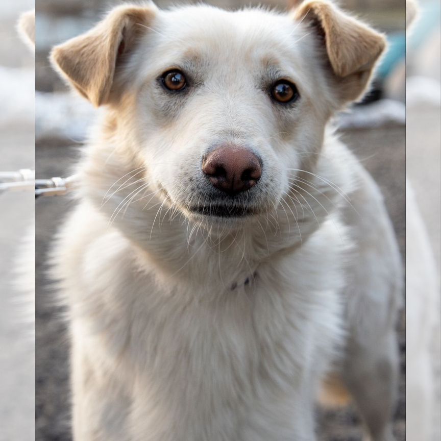 Золотистый ретривер, взрослая собака