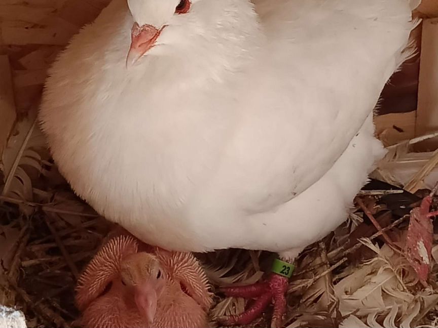 Мясная порода Голубь Кинг