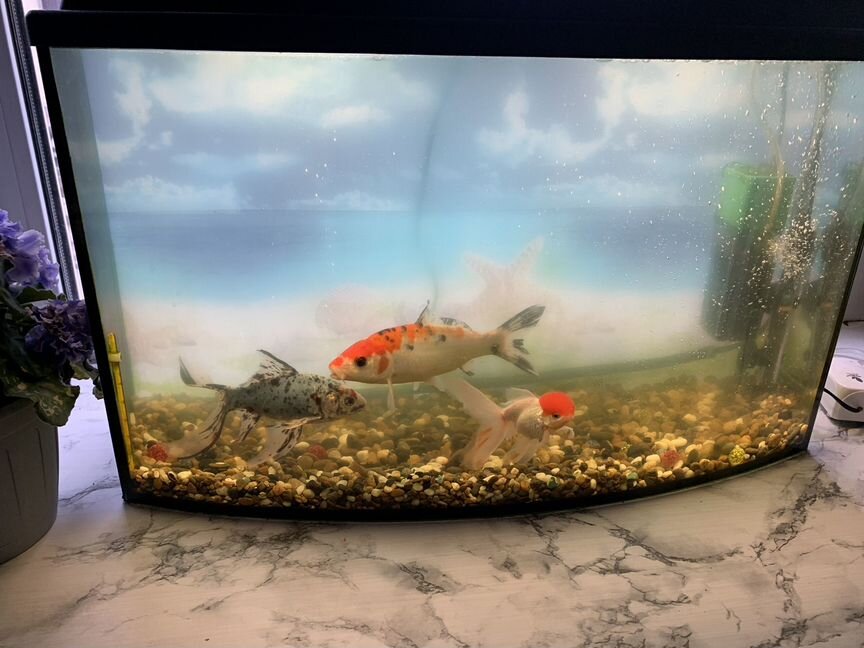 Аквариум 55 литров