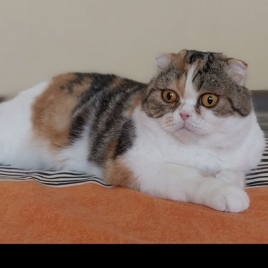 Шотландская вислоухая короткошёрстная, взрослая кошка