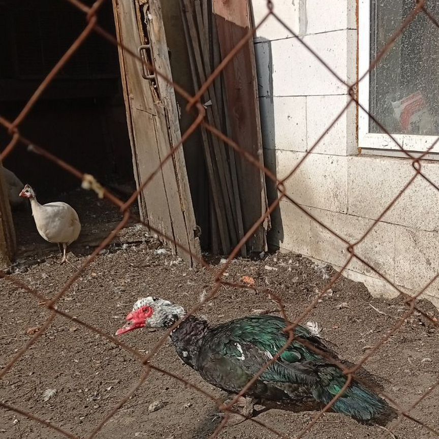 Селезень индоутки