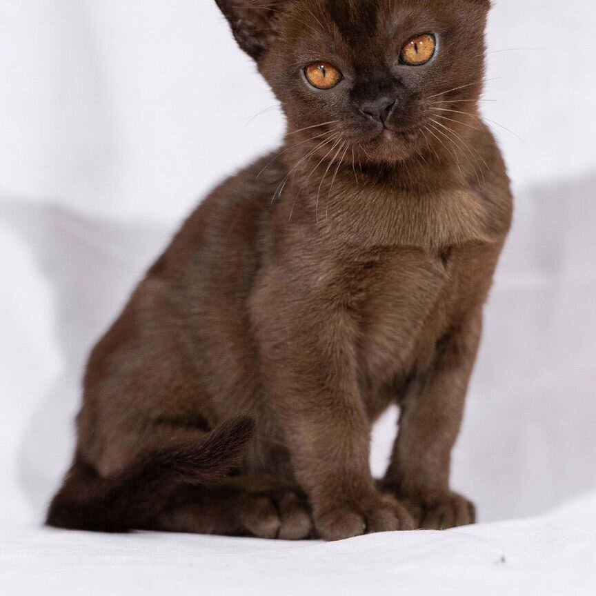 Высокопородные бурманские котята