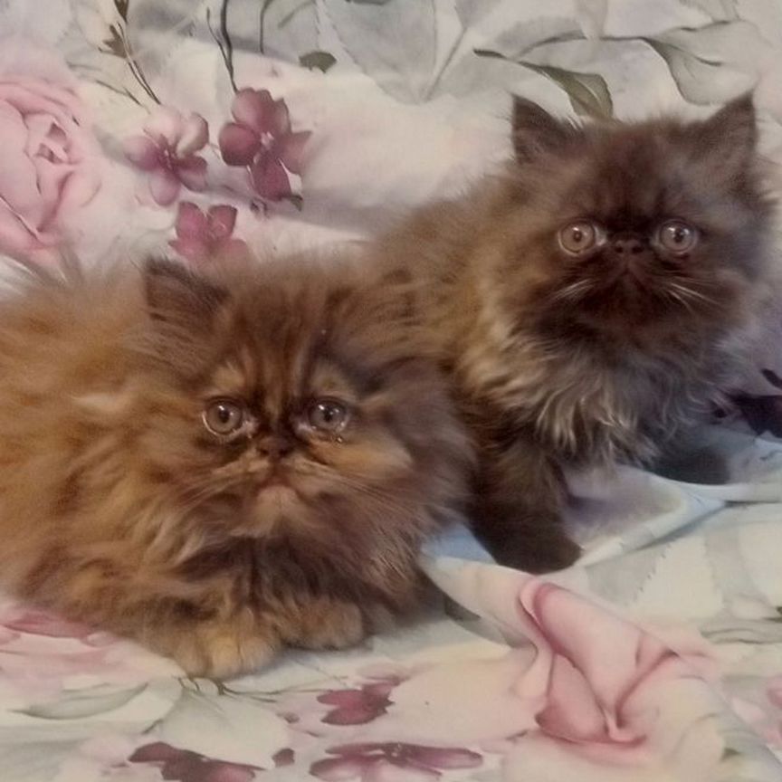 Персидский котёнок