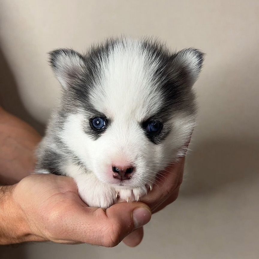 Черно-белая голубоглазая Помски