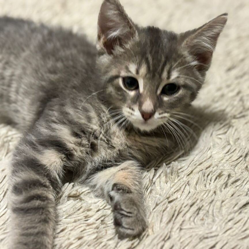 Малыш котёнок Патрик