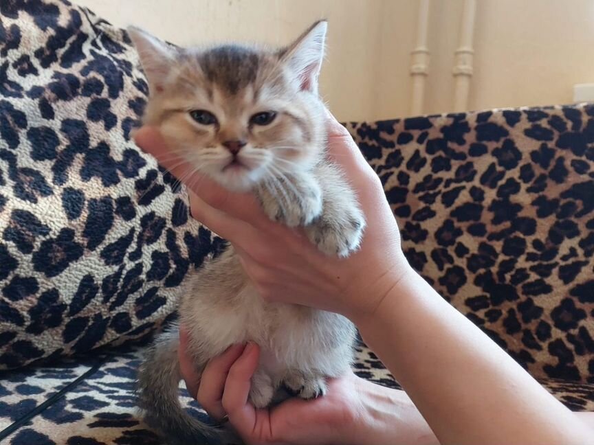 Котенок шотландская шиншила