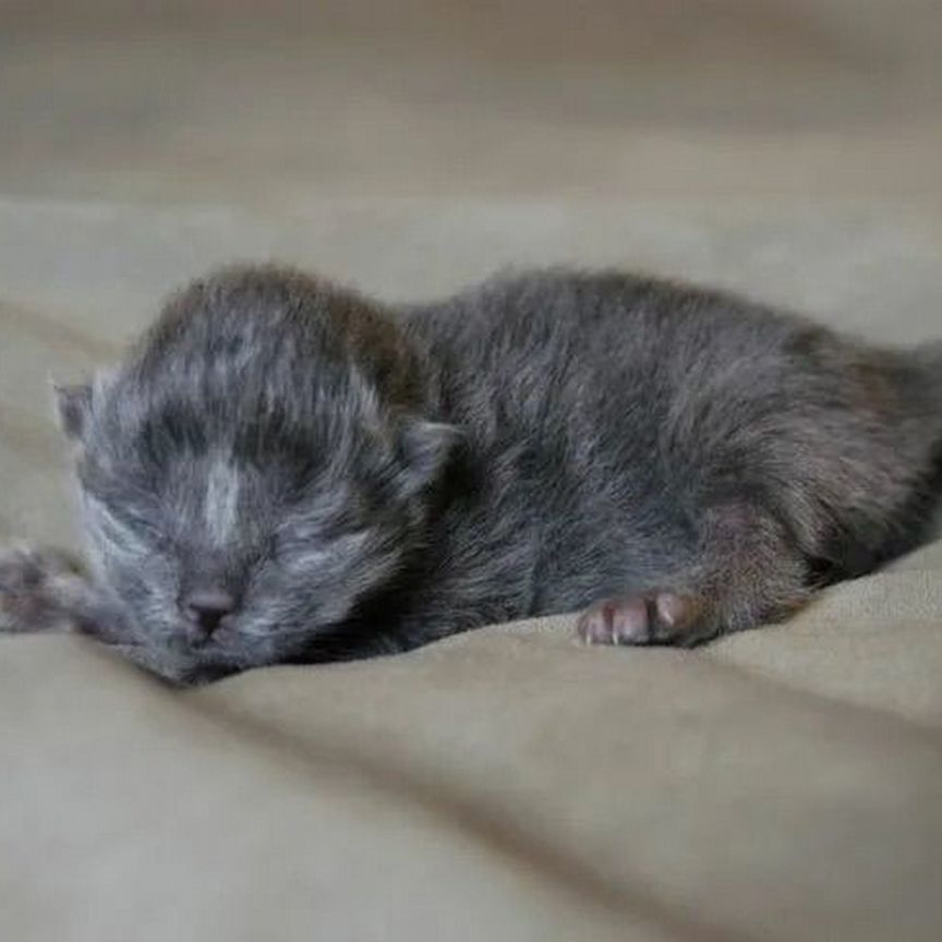 Котята 5 шт родились 07.04.2025