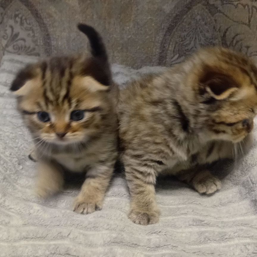 Британский короткошёрстный котёнок