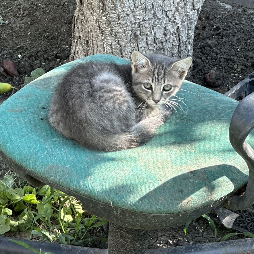 Котята в добрые руки бесплатно