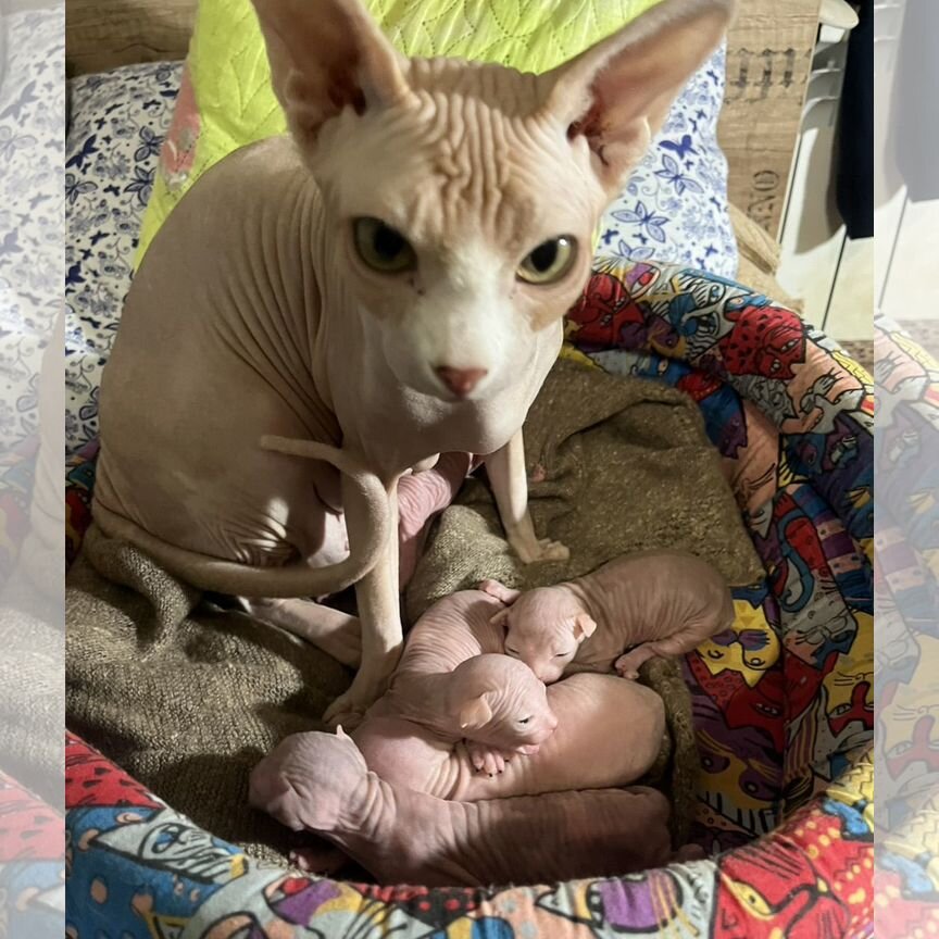 Канадский сфинкс