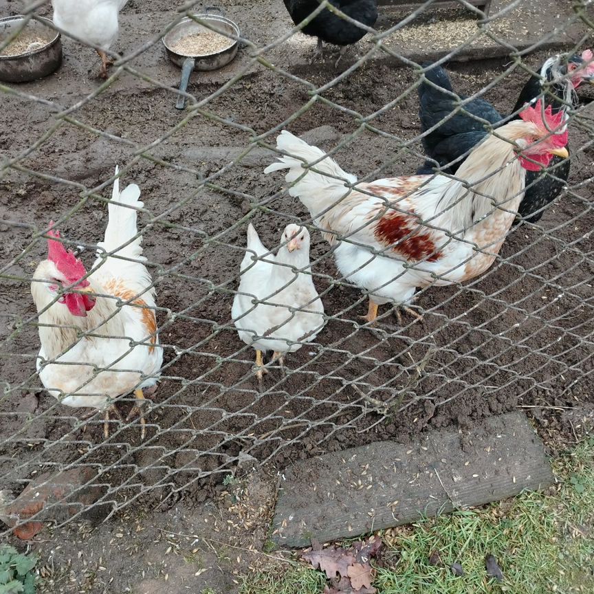 Молодые петухи домашние