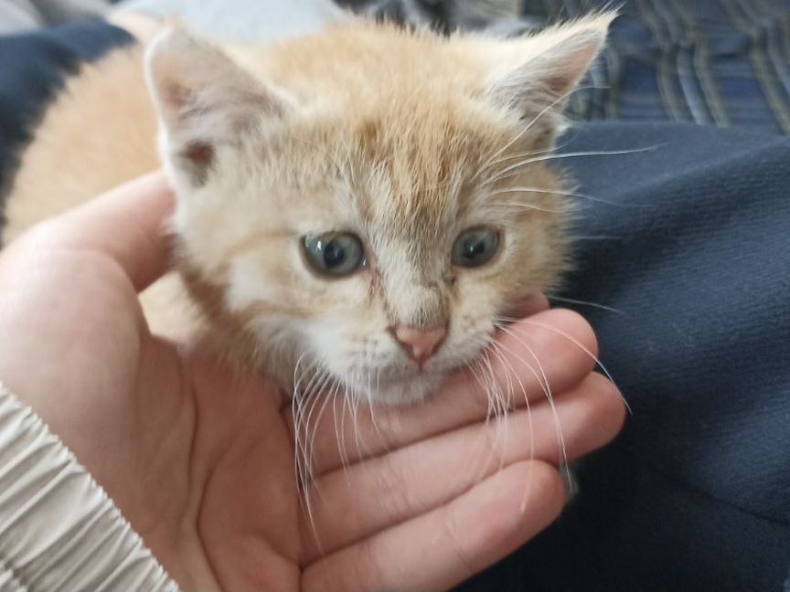 Рыжий котенок в добрые руки Магнитогорск