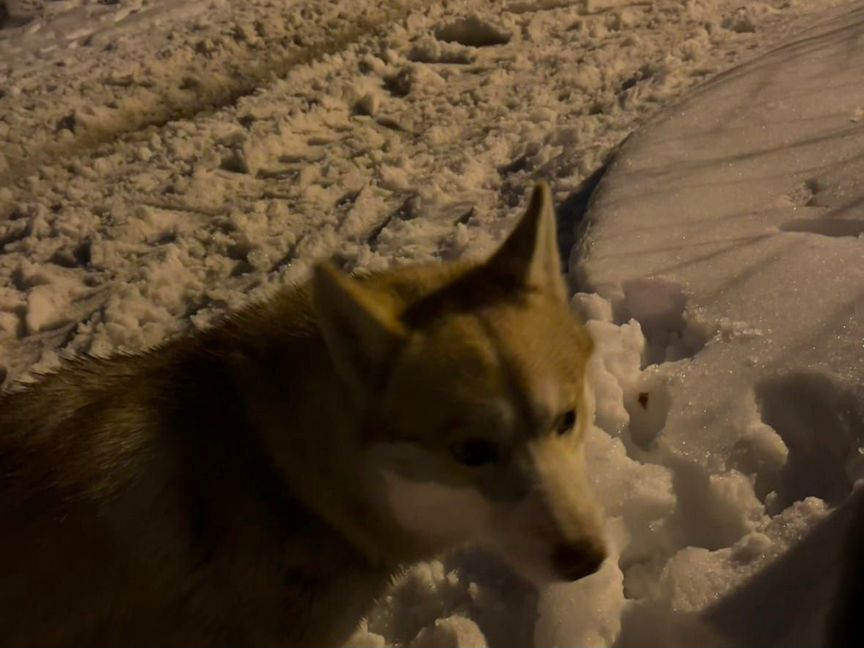 Бегает сиб хаски на лапе рана нужна помощь