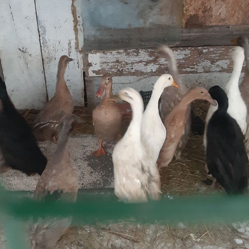 Утки индийский бегунок