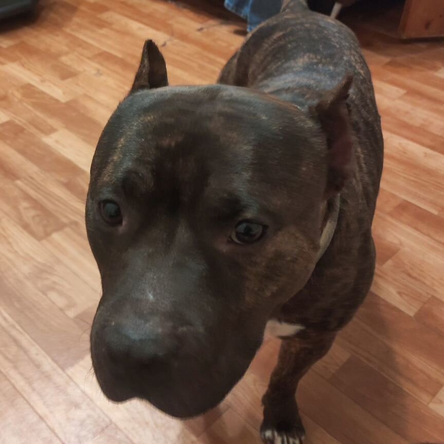 Найдена собака