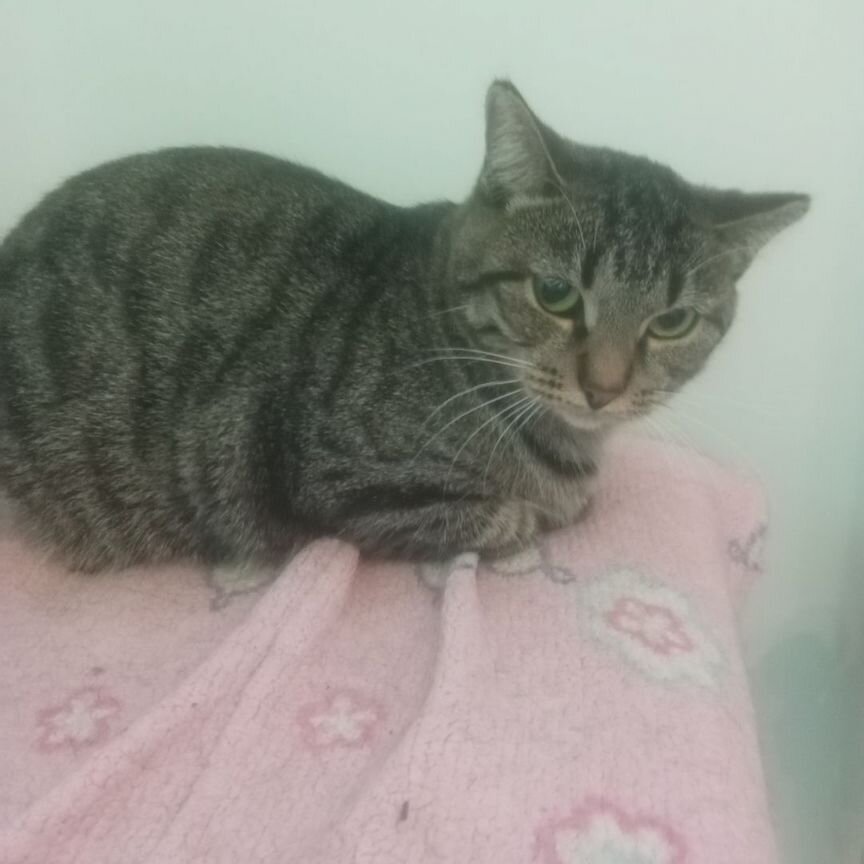 Кошечка Мотя ищет домашнюю передержку или дом